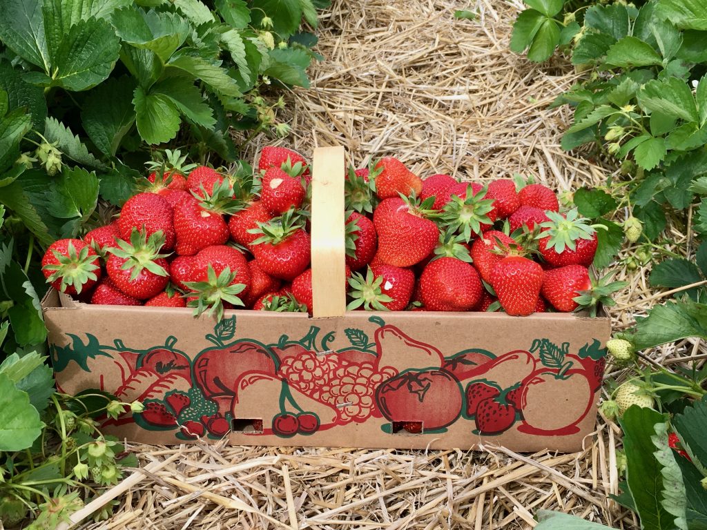Fraises | Halte Gourmande