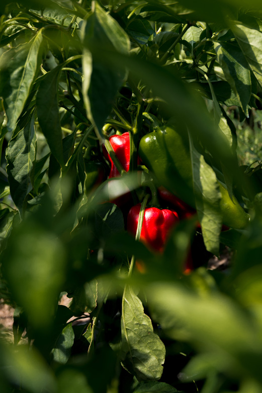 Piment rouge | Halte Gourmande