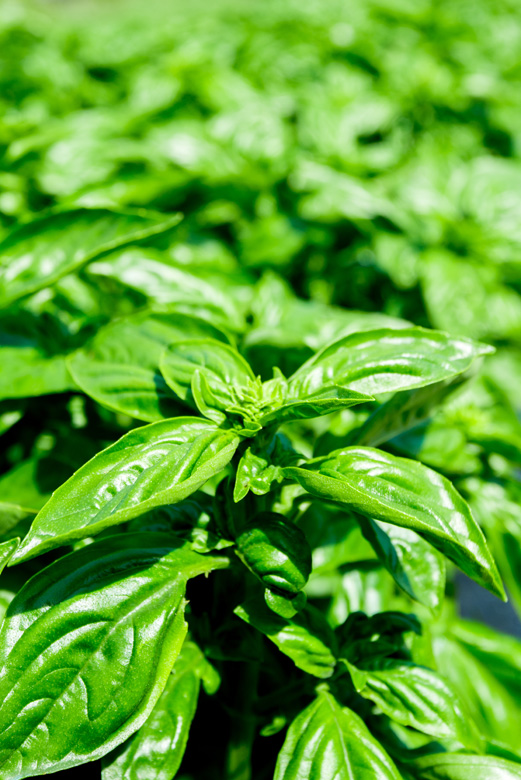 Basilic frais | Halte Gourmande