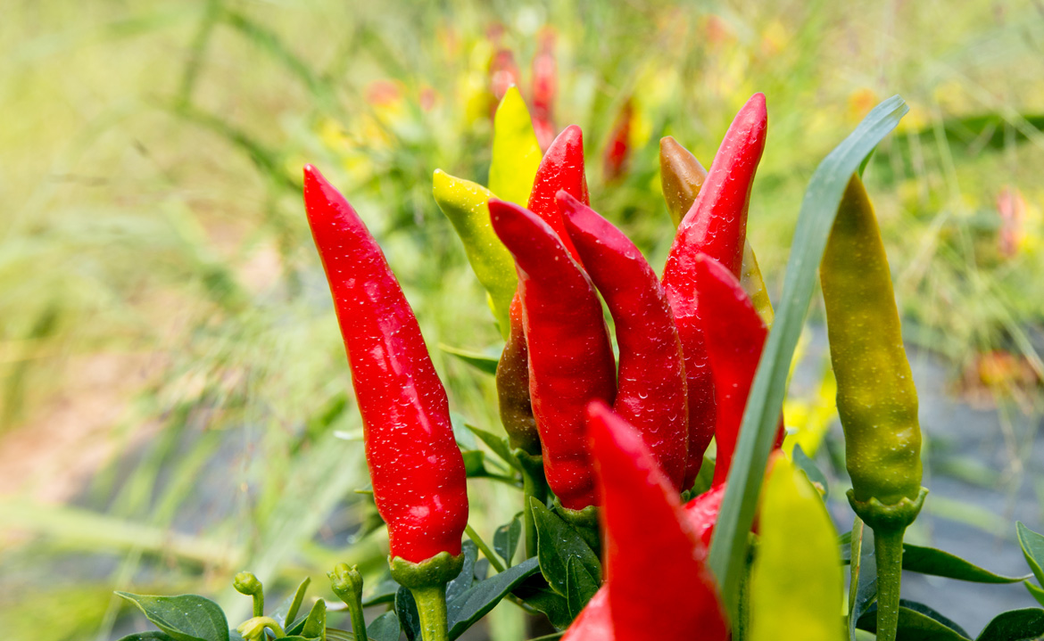 Piments forts | Halte Gourmande