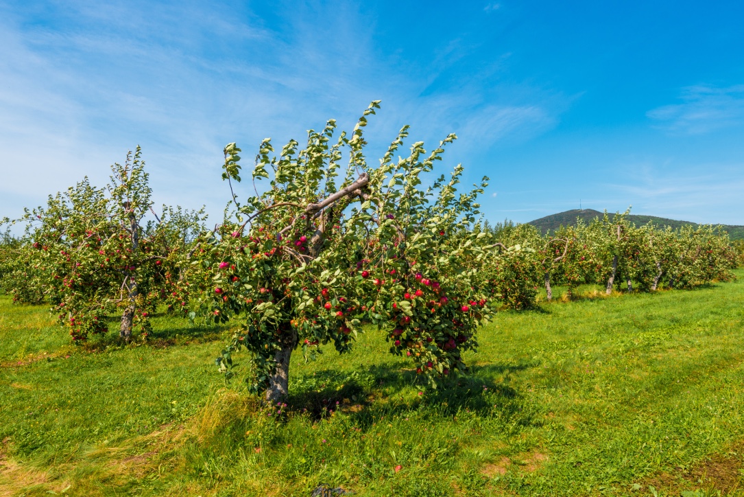 Pommier | Halte Gourmande